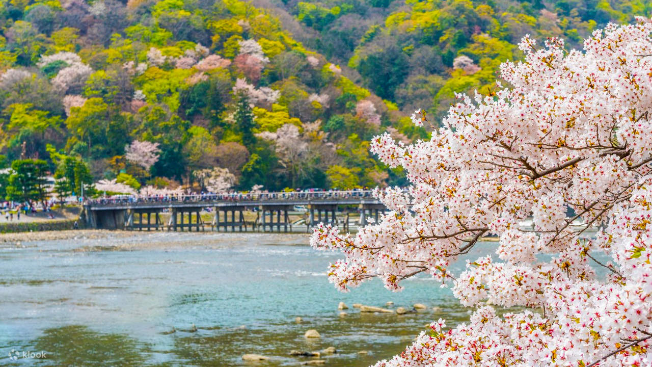 [Kyoto Cherry Blossom Viewing] Nara Park & Arashiyama Train & Fushimi ...